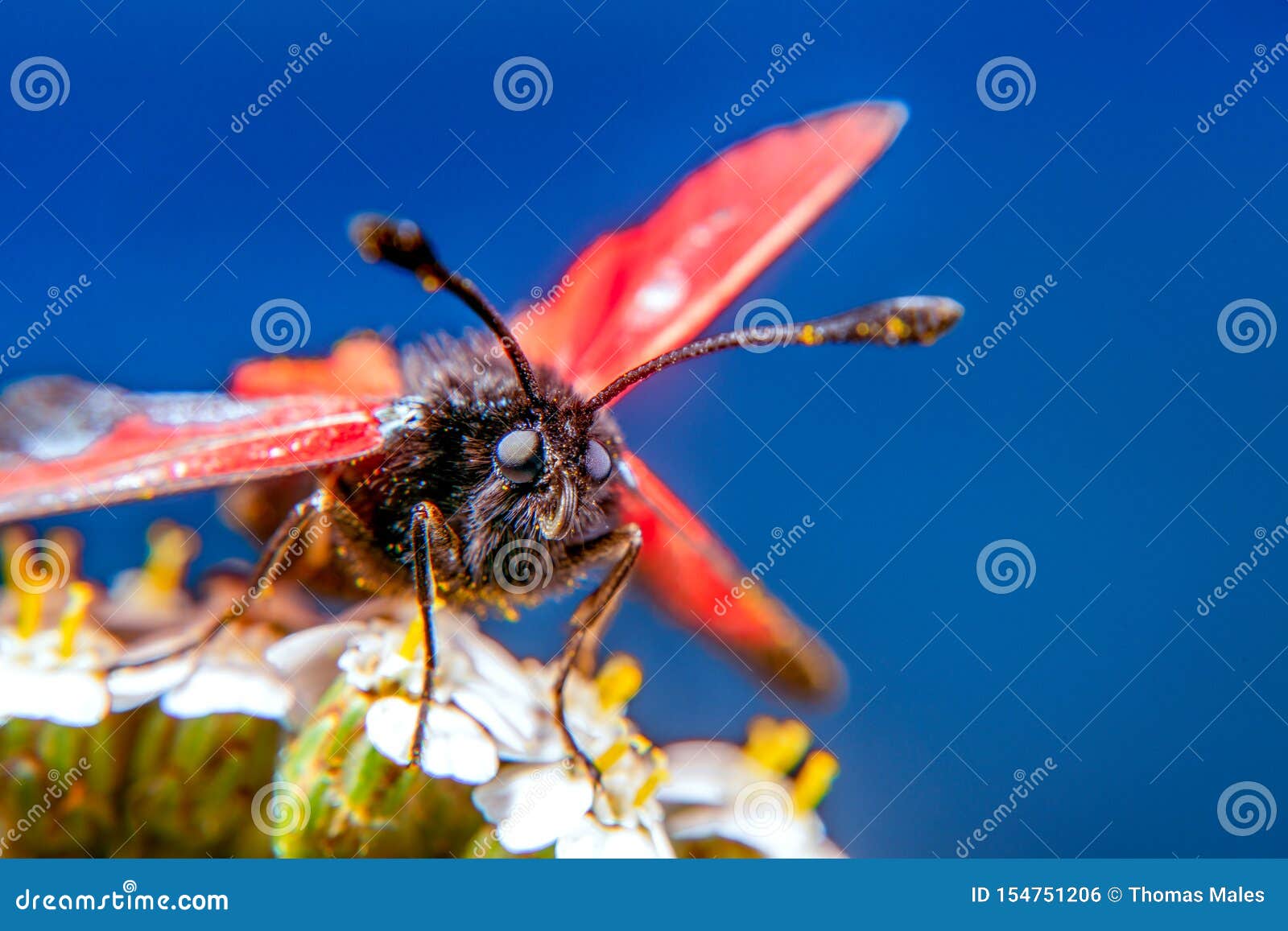 Burnet moth stock photo. Image of zygaena, moth, zygaenidae - 154751206
