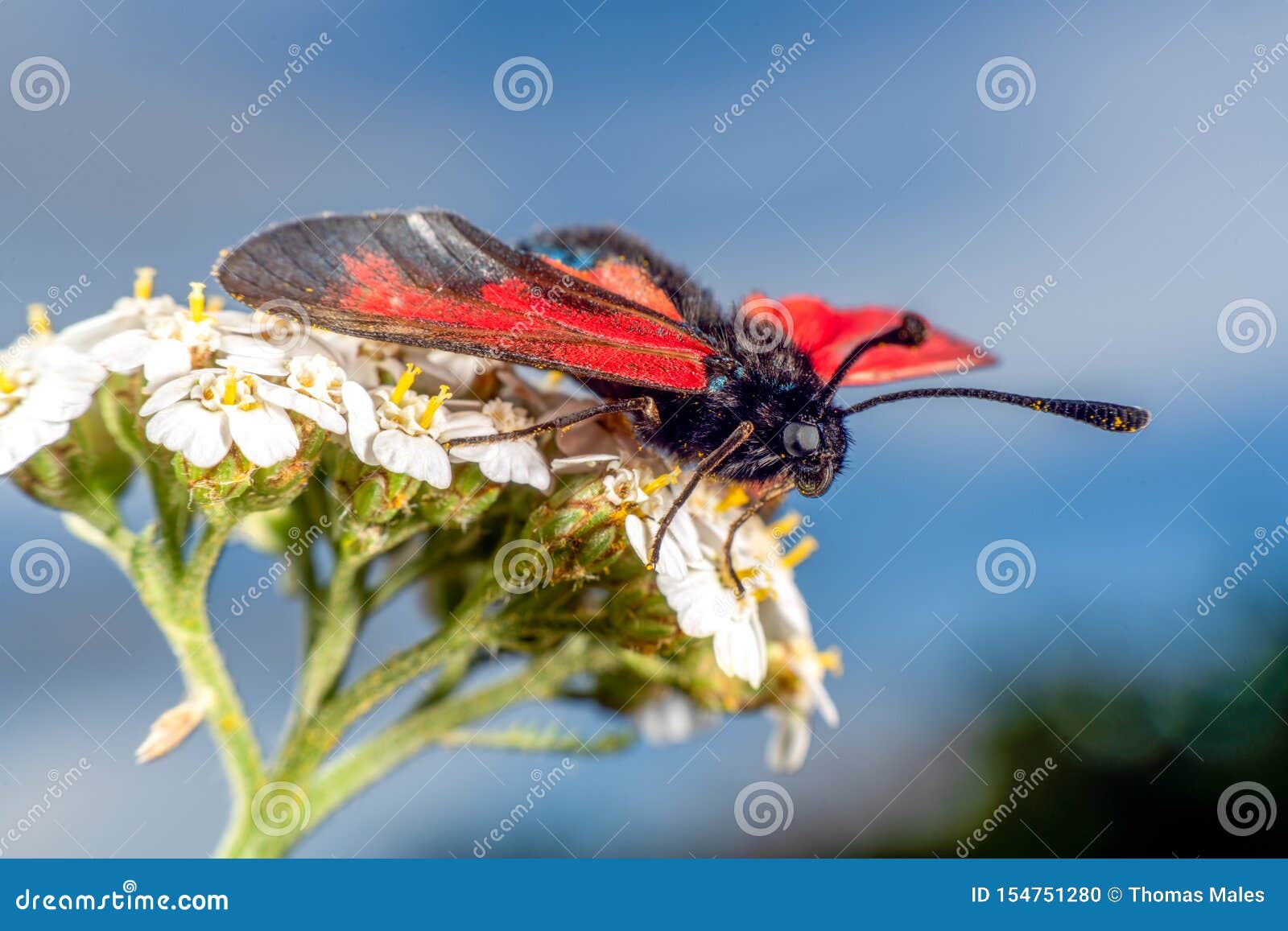 Burnet moth stock photo. Image of entomology, macro - 154751280