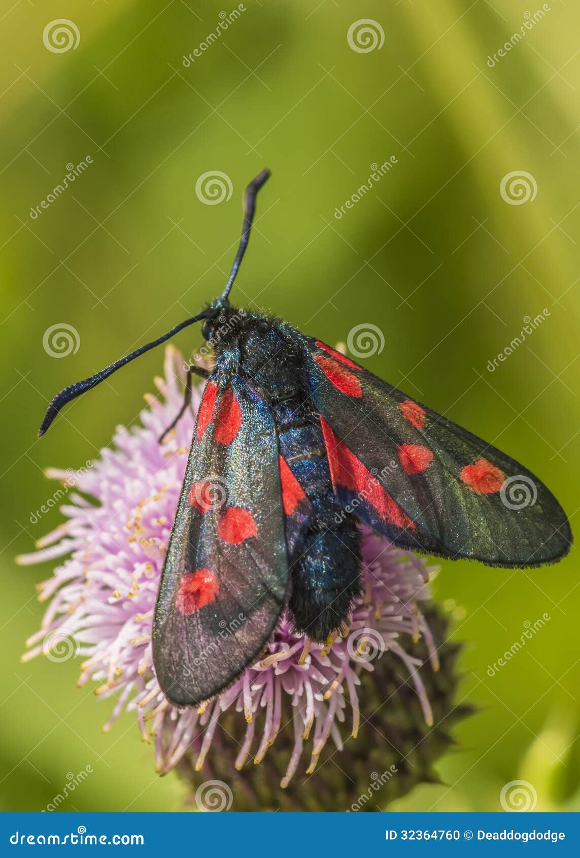 1,046 Red Burnet Stock Photos - Free & Royalty-Free Stock Photos from ...