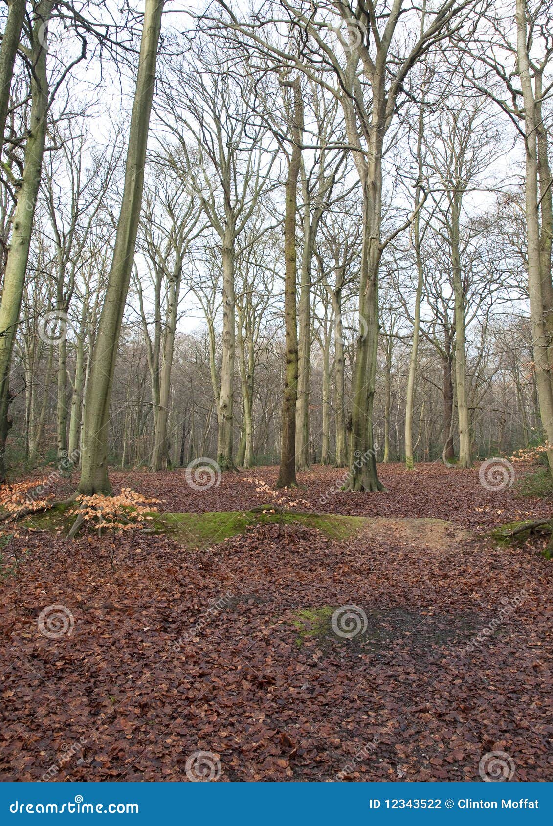 Burnham Beeches stock photo. Image of woodland, woods - 12343522