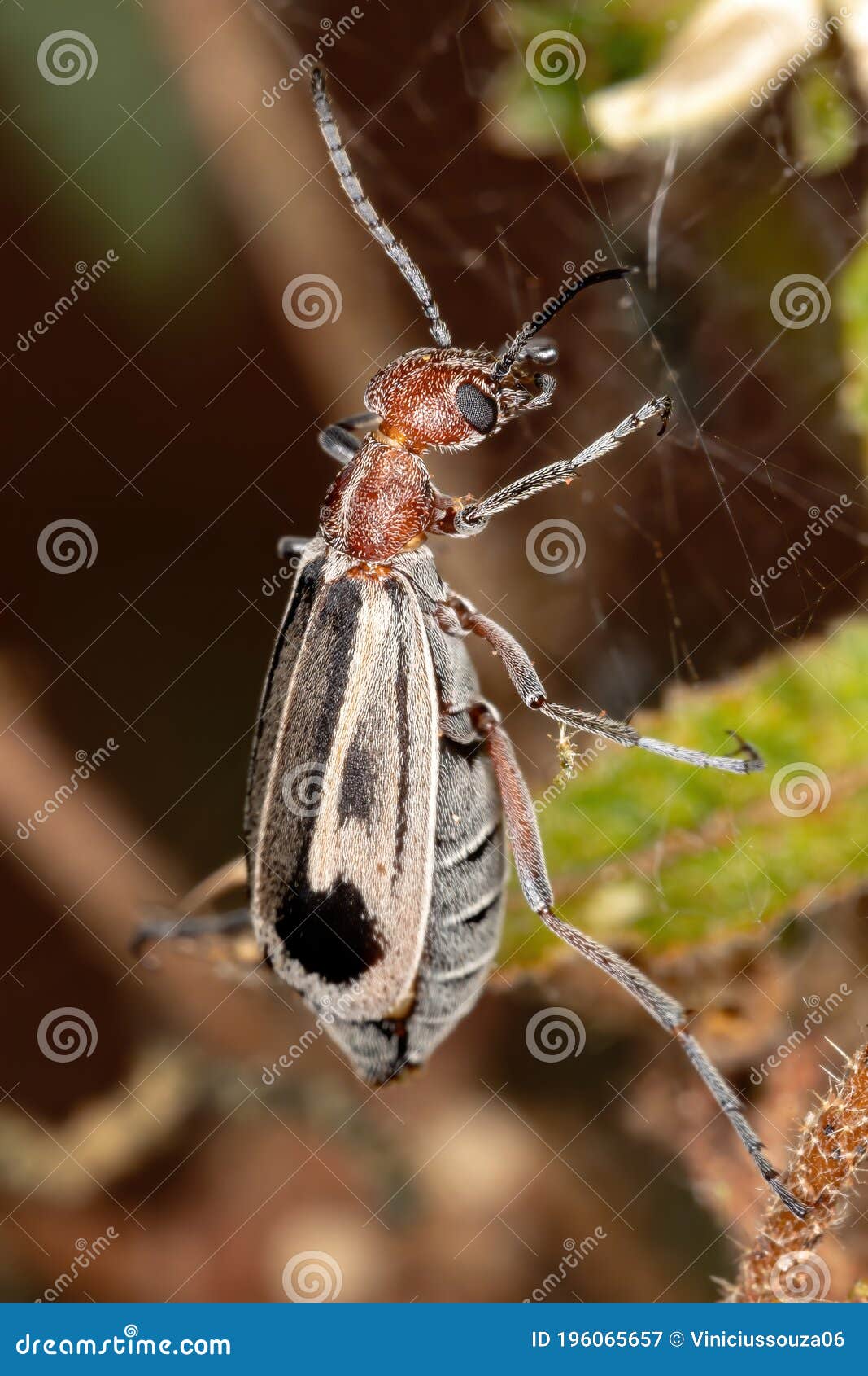 Burning Blister Beetle stock image. Image of hirticornis - 196065657