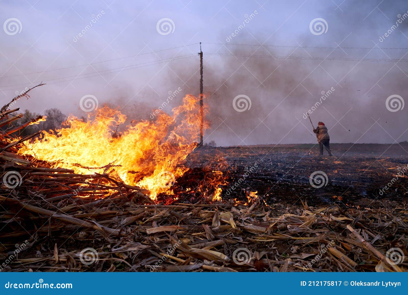 A Burning Bonfire of Corn Stalks in the Field Editorial Photography ...