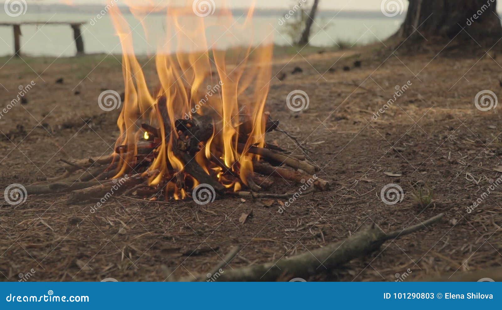 Burning Bonfire at Riverside Lake Forest Glade Camping. Bench, Tree ...