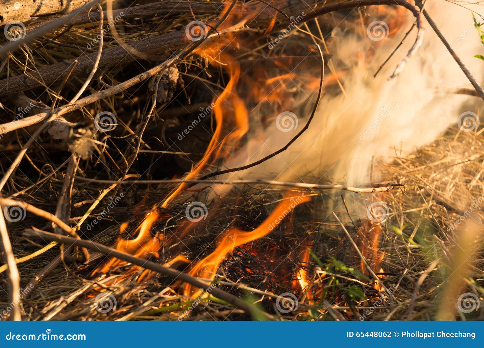 Burning Branches of a Tree during a Fire Stock Photo - Image of ...