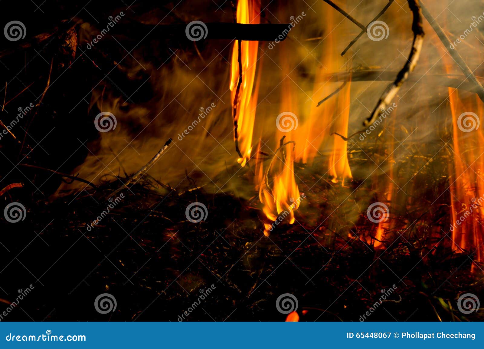 Burning Branches of a Tree during a Fire Stock Image - Image of ...