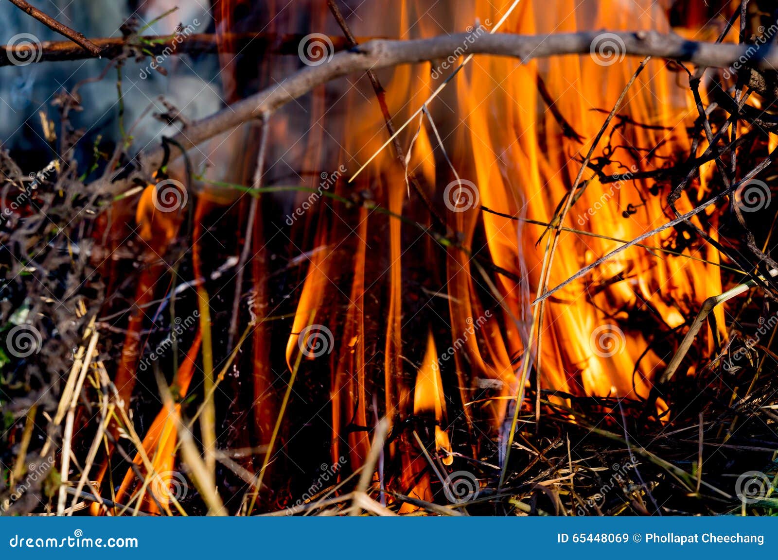 Burning Branches of a Tree during a Fire Stock Image - Image of heat ...