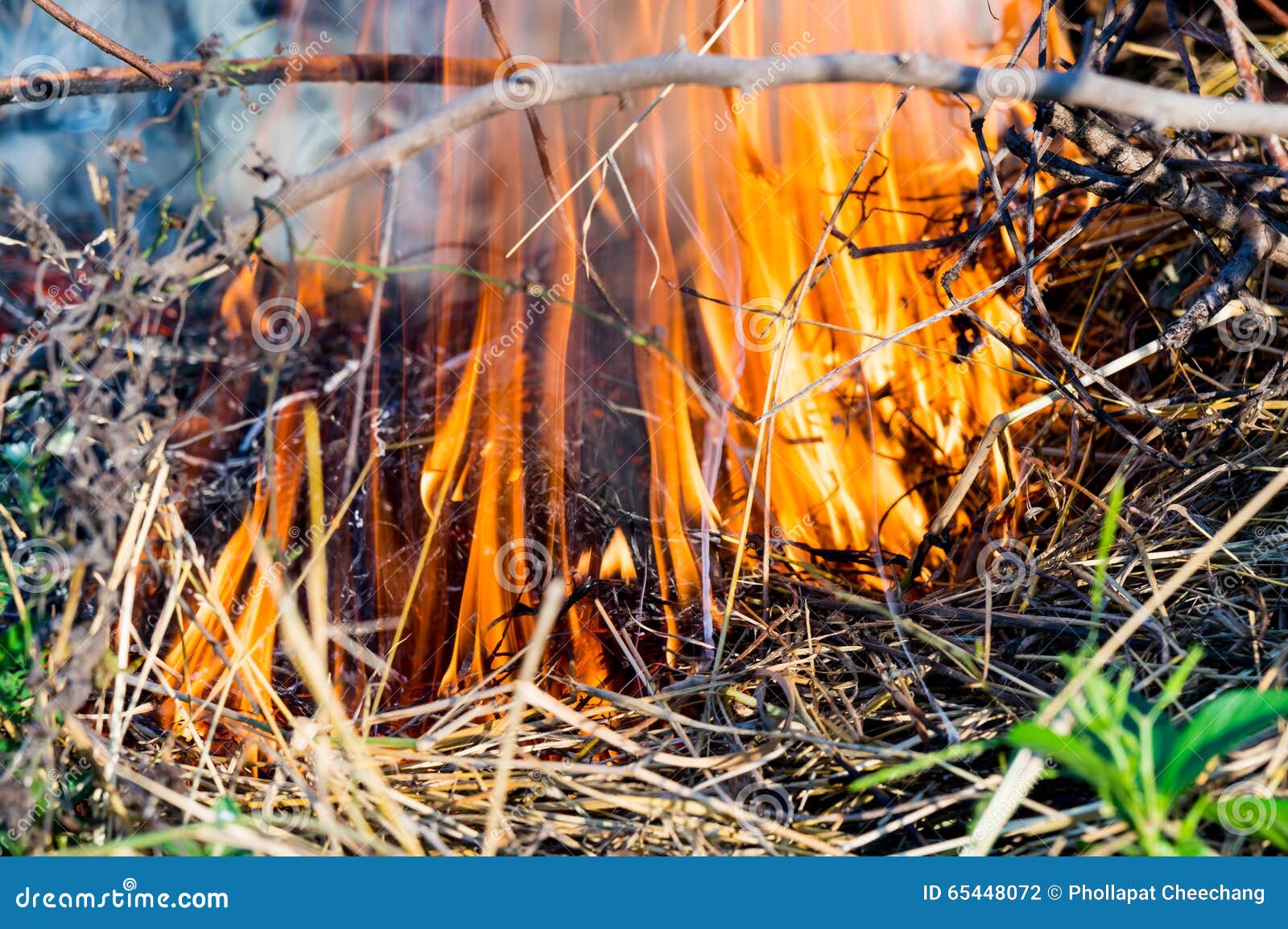 Burning Branches of a Tree during a Fire Stock Photo - Image of nature ...