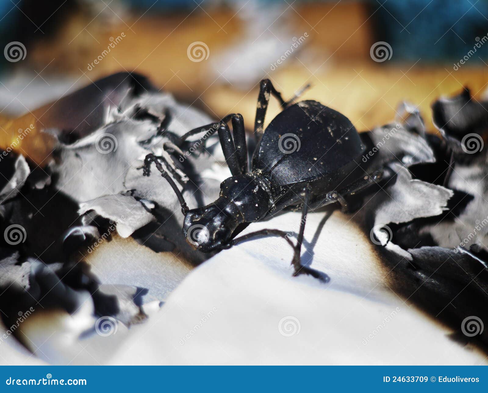 Burning Bug stock image. Image of hairy, tenebrionid - 24633709