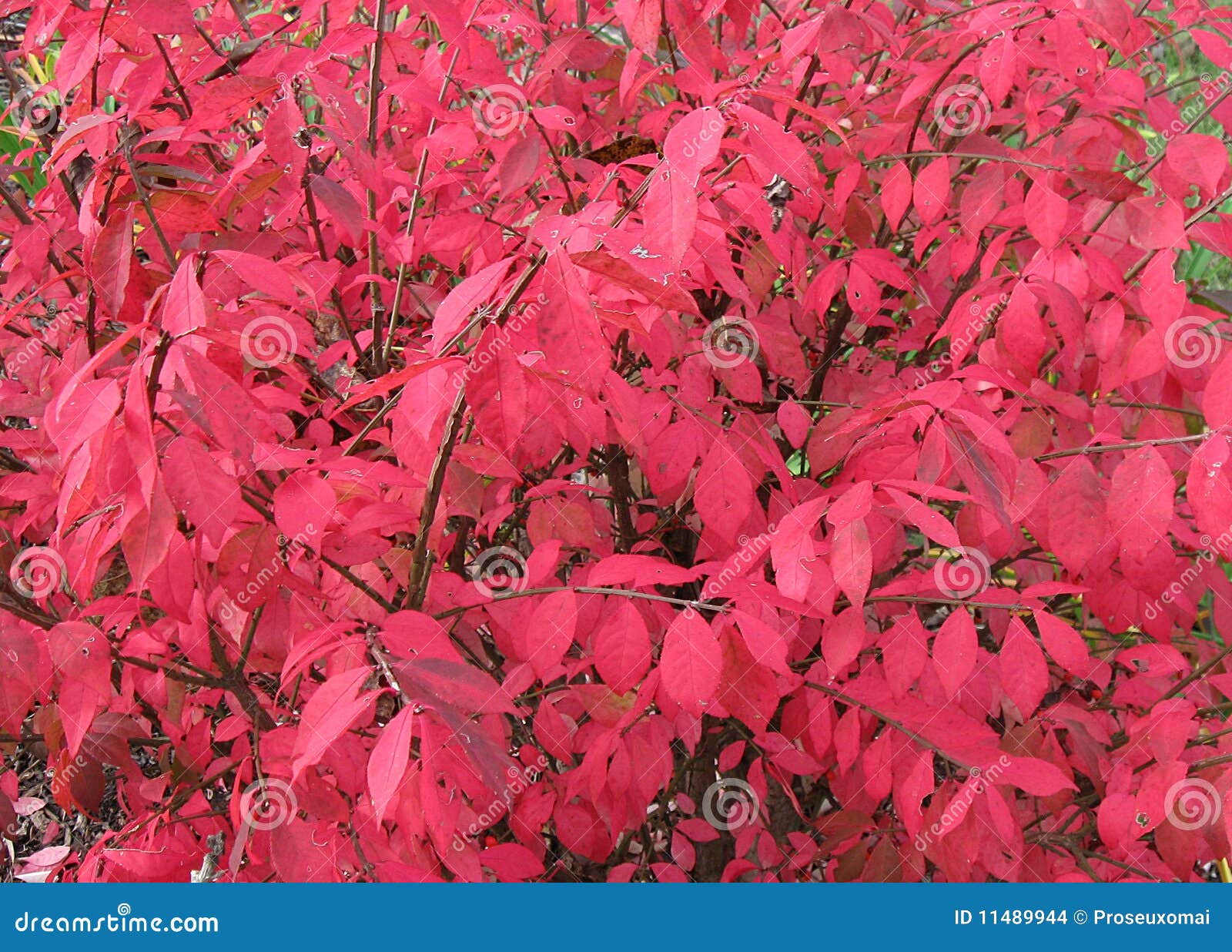 Burning Bush Background stock photo. Image of change - 11489944