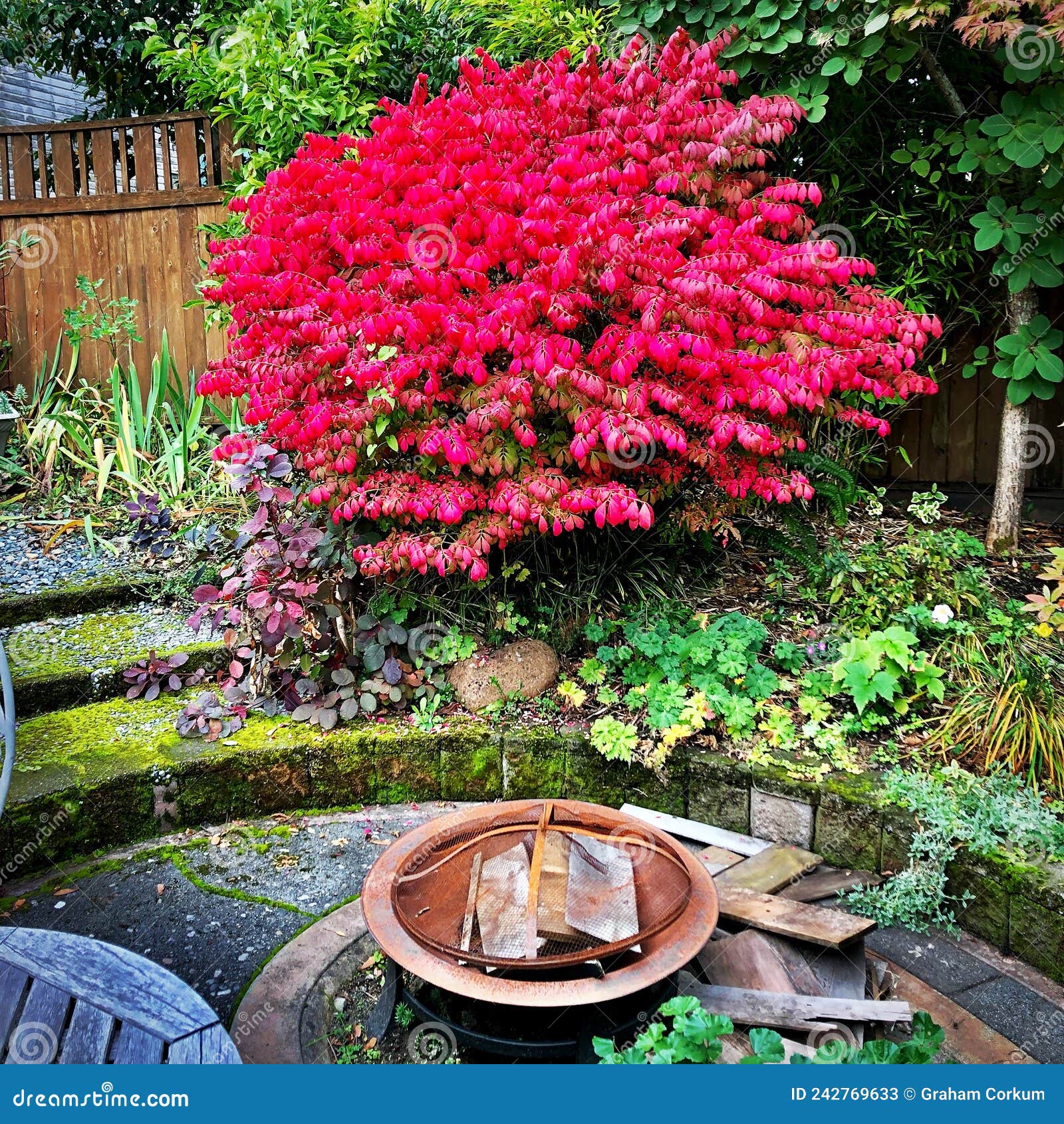 Burning Bush stock image. Image of bush, redbush, burning - 242769633