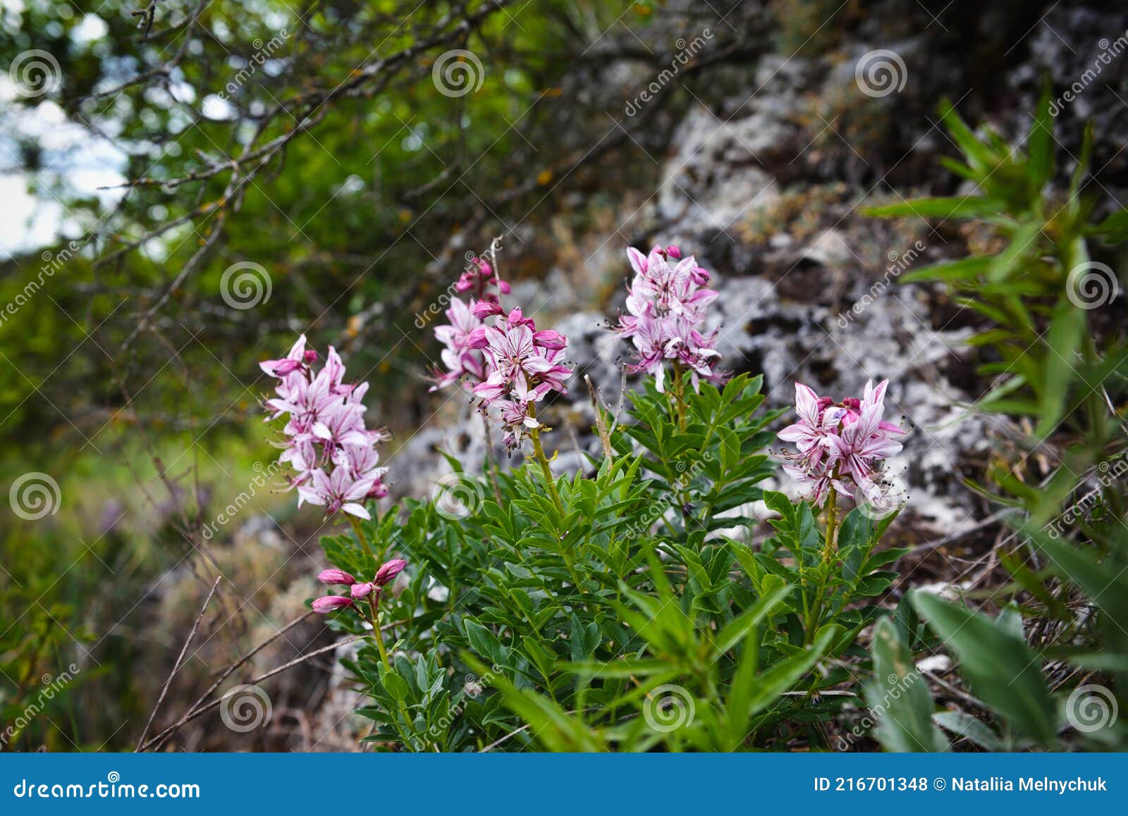 Burning-bush, False Dittany or White Dittany Dictamnus Albus, Ukraine ...