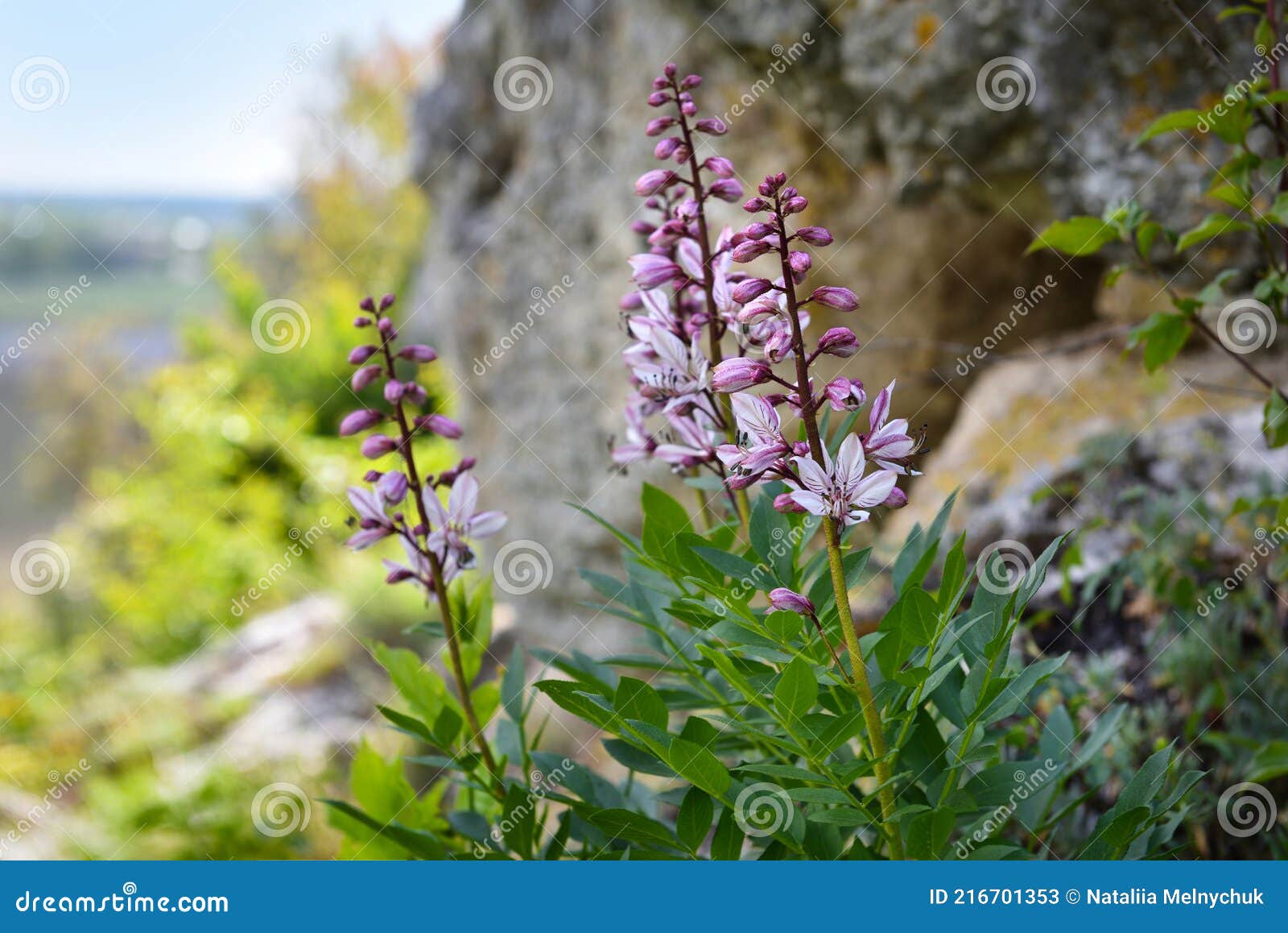 Burning-bush, False Dittany or White Dittany Dictamnus Albus, Ukraine ...