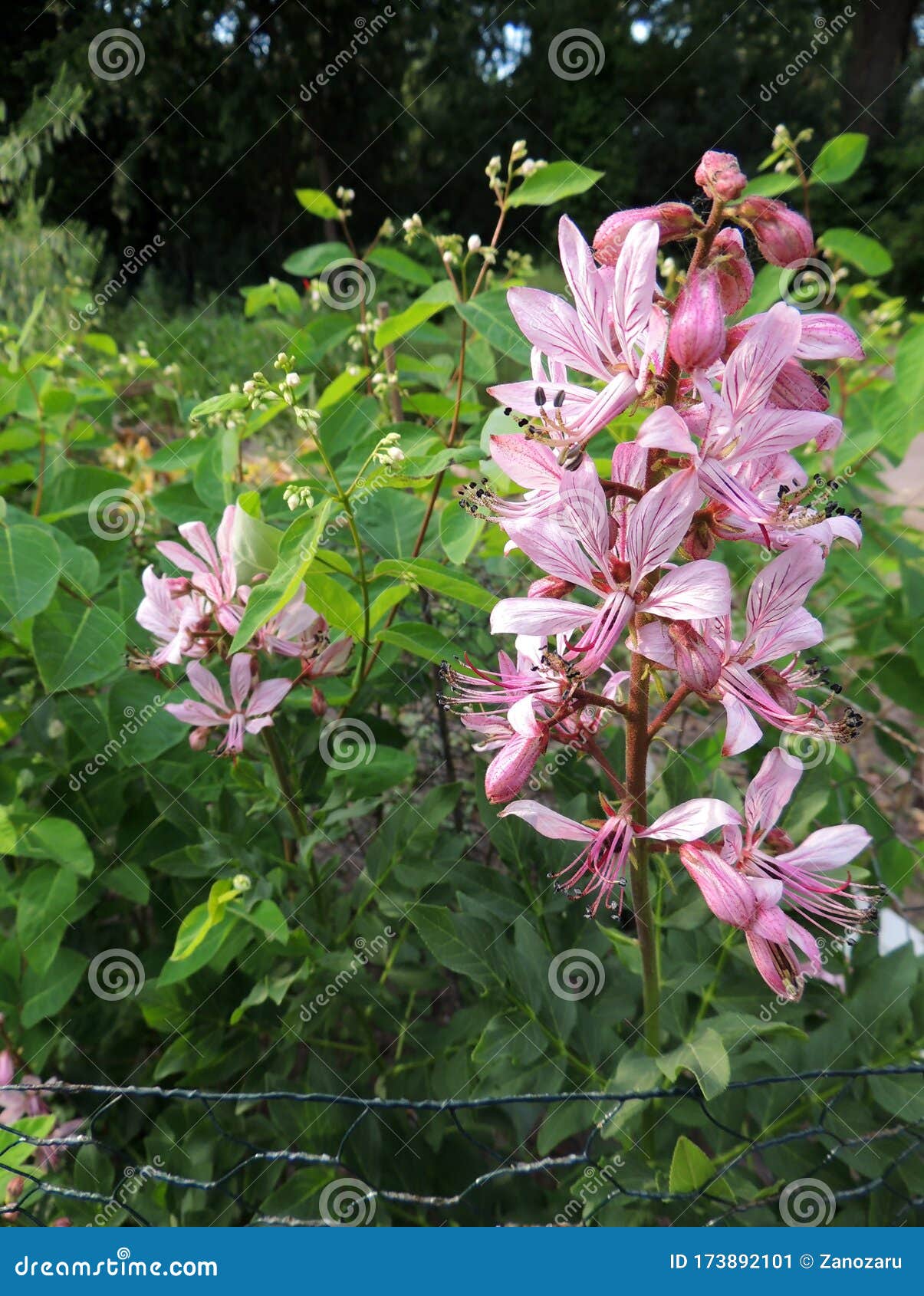 Burning Bush or Gas Plant during Flowering Stock Image - Image of ...