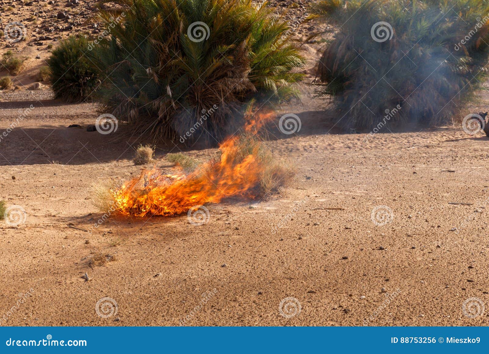 A Bush Of Grass Grows Among Volcanic Rocks And Ash Stock Image ...