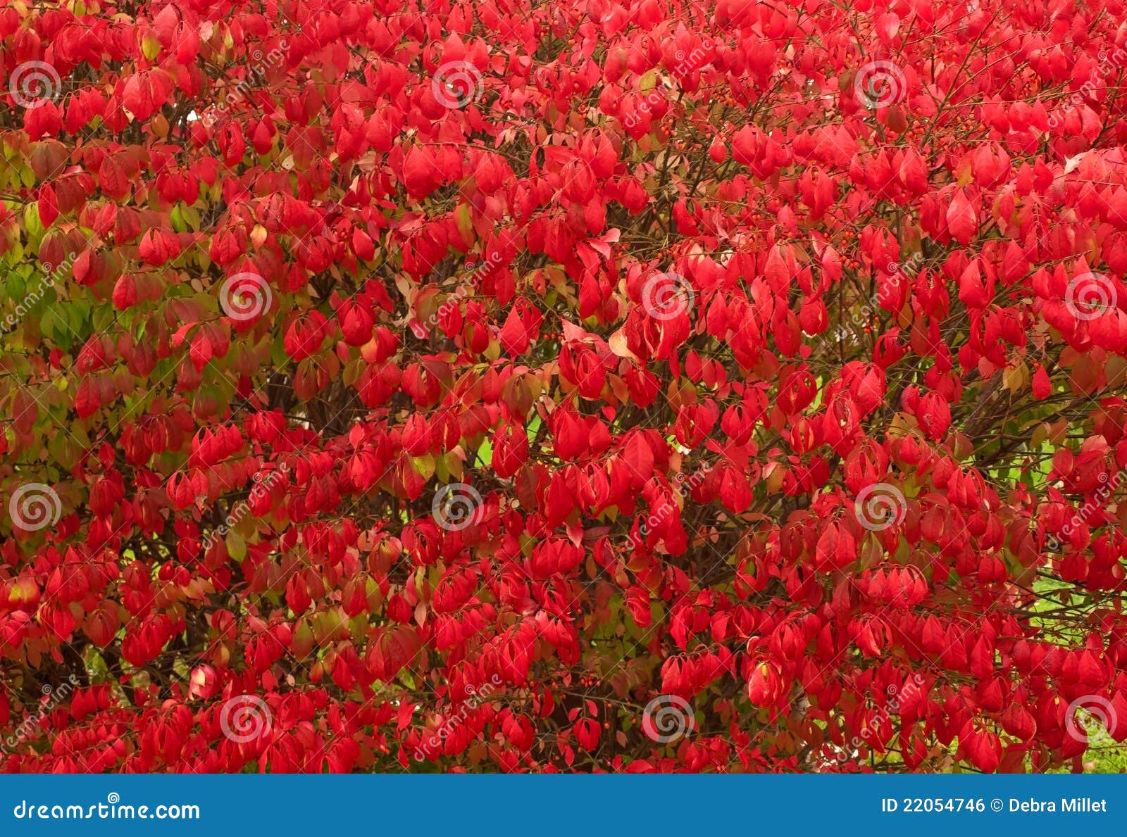 Burning bush shrub stock photo. Image of color, shrub - 22054746