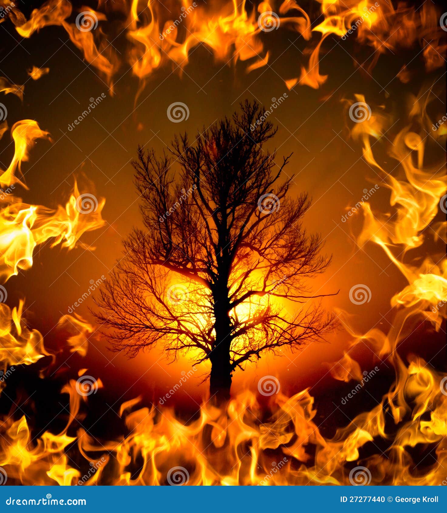 The Burning Bush Tree stock photo. Image of religion - 27277440