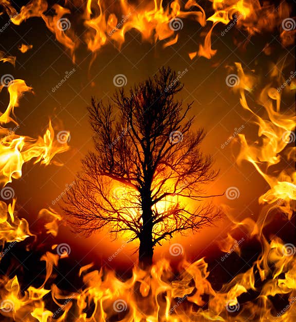 The Burning Bush Tree stock photo. Image of religion - 27277440