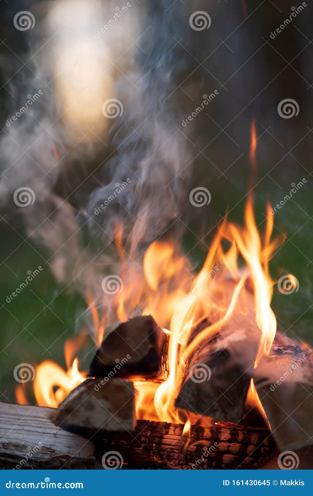 Burning Campfire, Birch Forest in the Background Stock Image - Image of ...