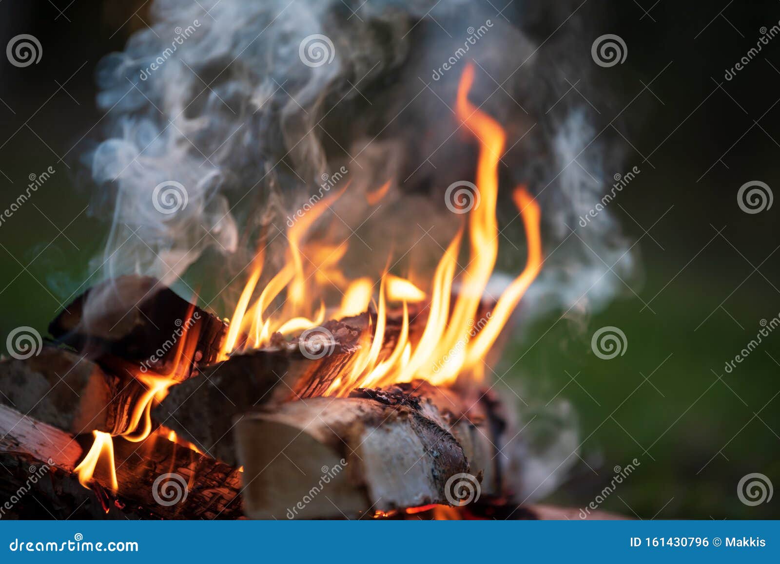 Burning Campfire, Birch Forest in the Background Stock Photo - Image of ...