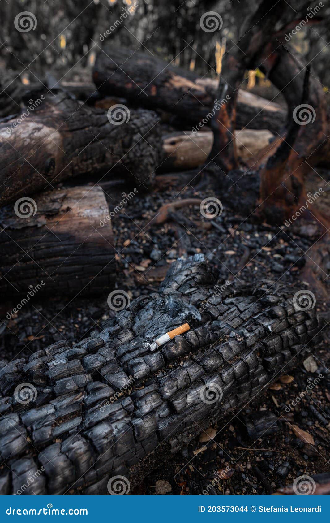Burning Cigarette on a Black Tree Surface in a Burned Forest Stock ...