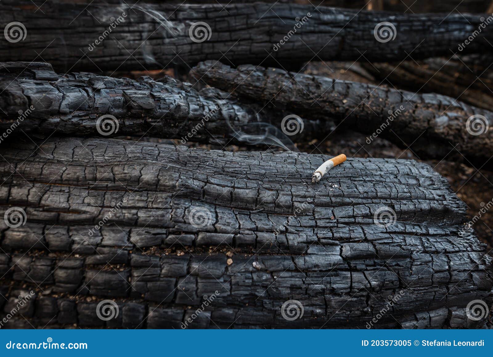 Burning Cigarette on a Black Tree Surface in a Burned Forest Stock ...