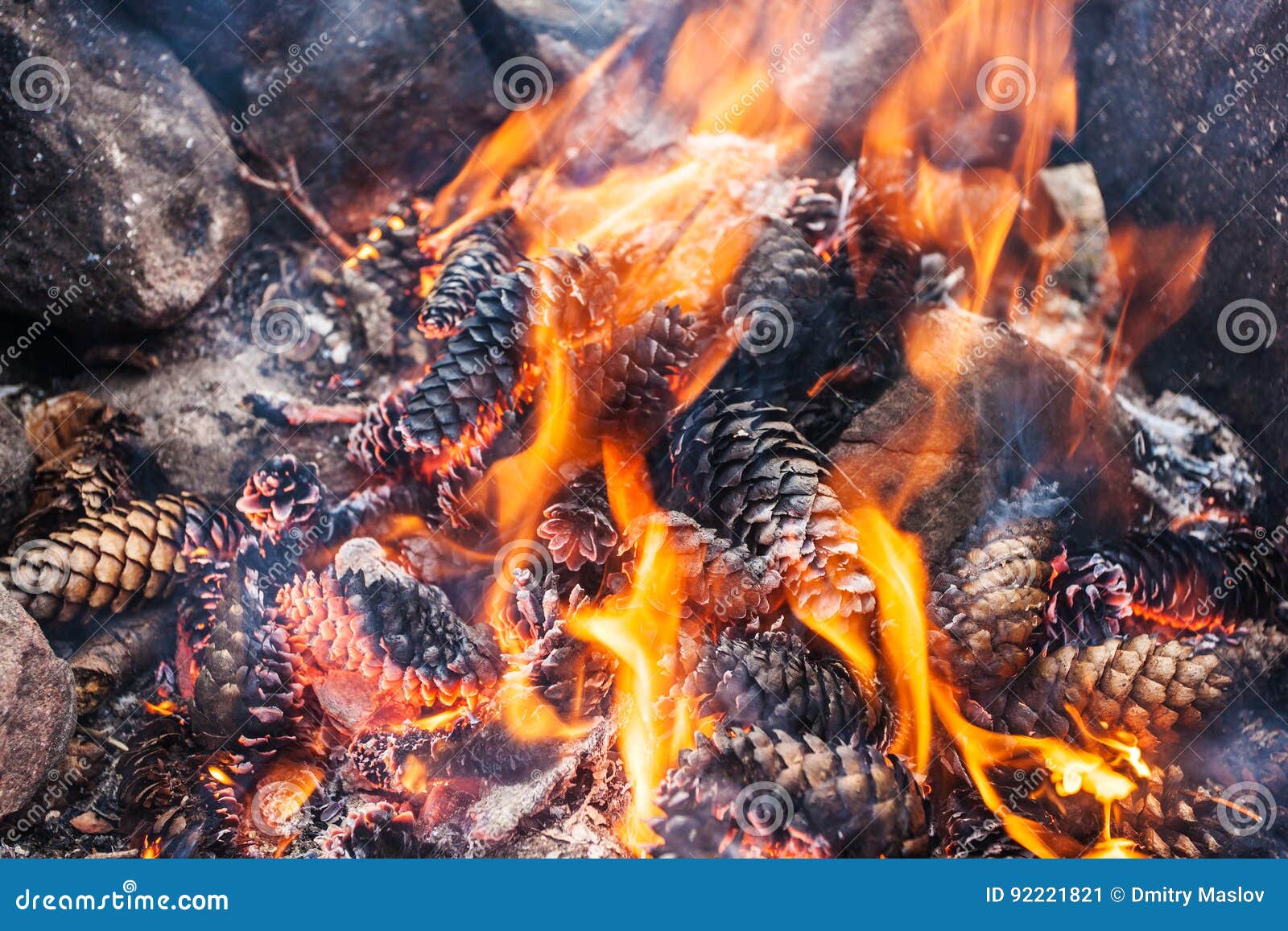 Burning cones in a fire stock image. Image of bonfire - 92221821