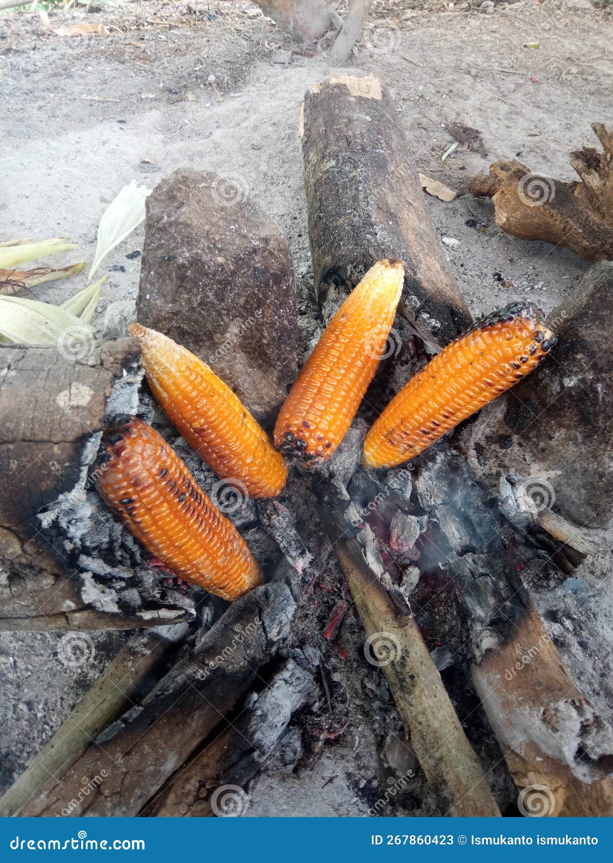 Burning Corn in the Fields in the Traditional Way Using Dead Logs Stock ...