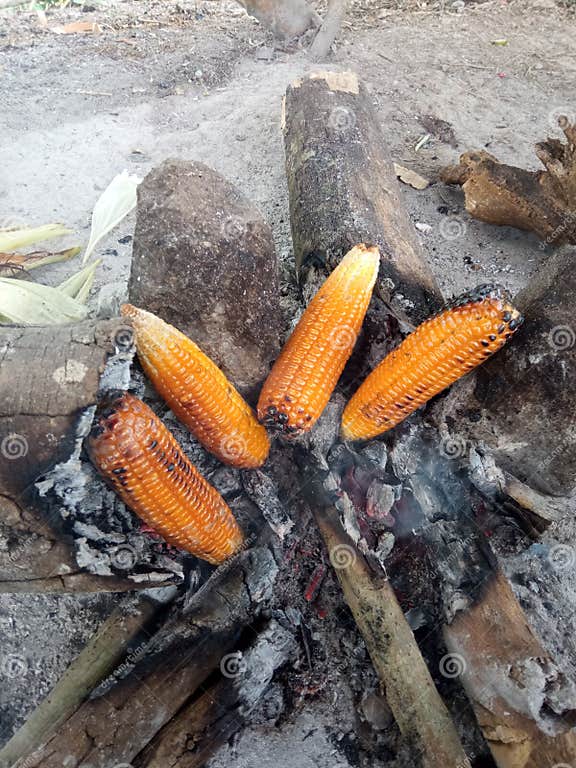 Burning Corn in the Fields in the Traditional Way Using Dead Logs Stock ...