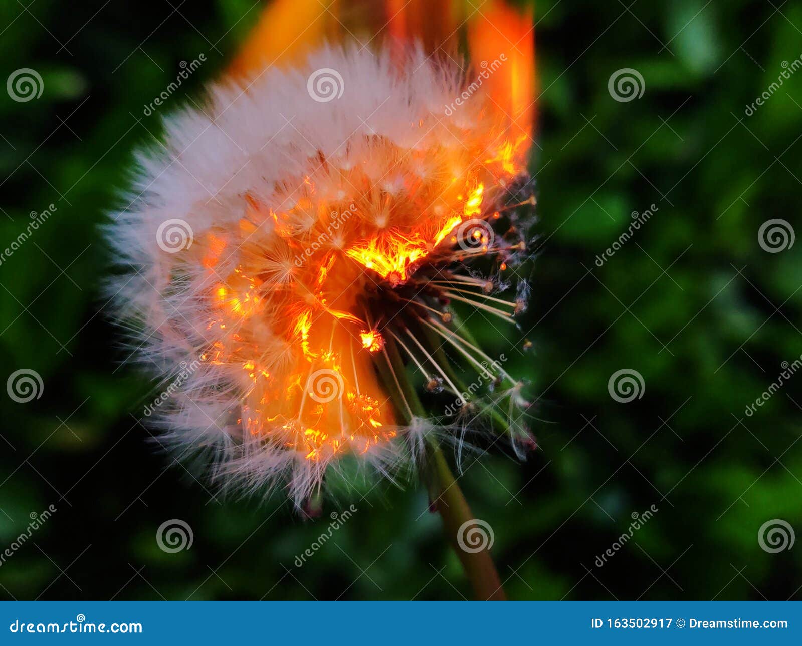 Burning dandelion stock image. Image of dandelion, burning - 163502917