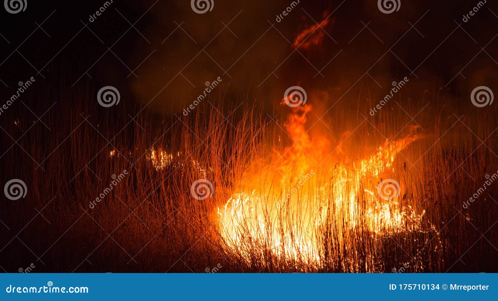 Burning dry field at night stock photo. Image of nature - 175710134