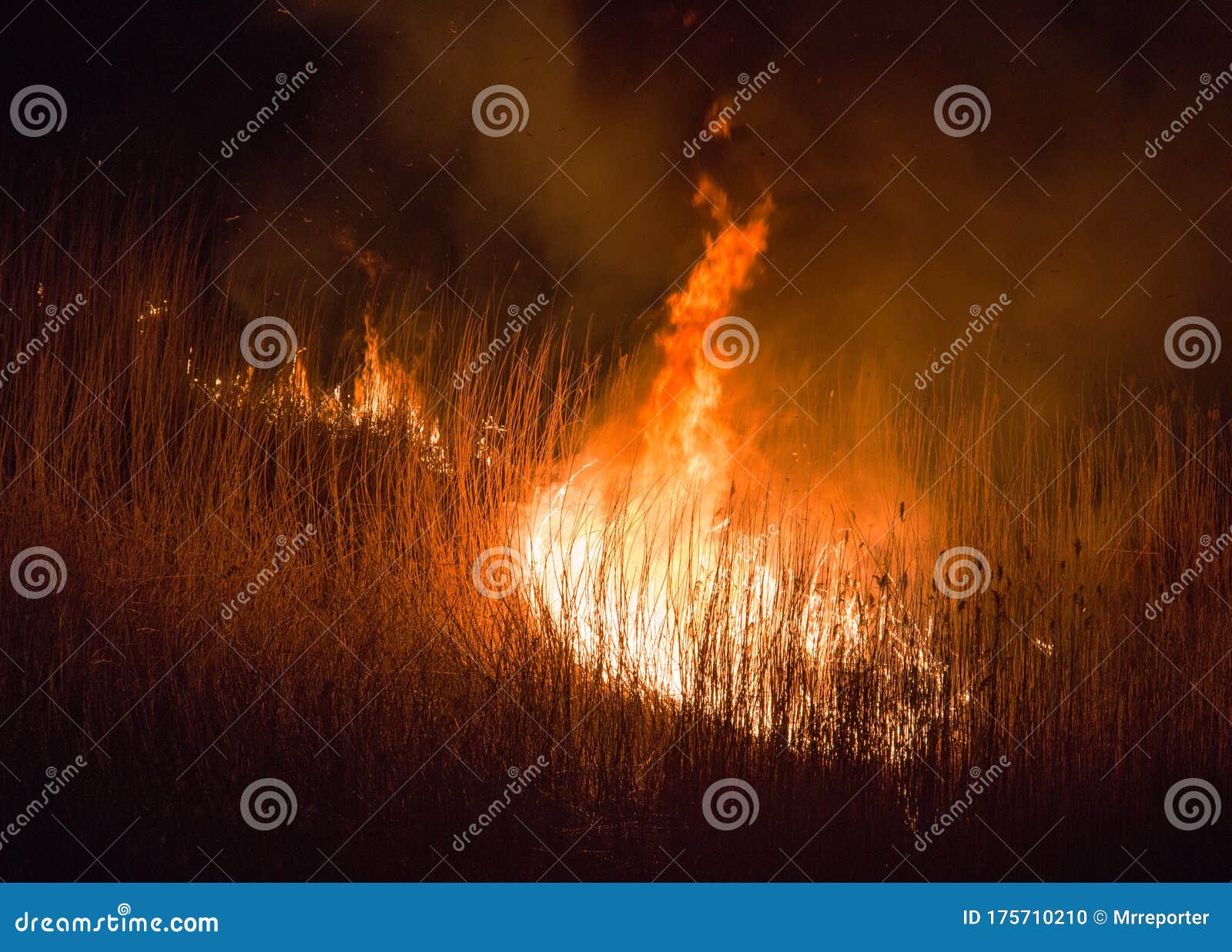 Fire stock photo. Image of natural, burst, burn, environment - 175710210