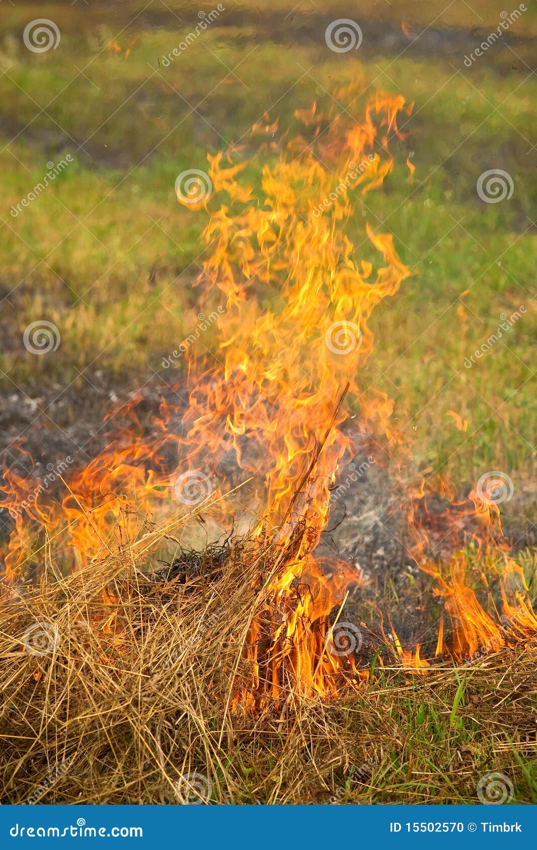 Burning dry grass stock photo. Image of outdoors, embers - 15502570