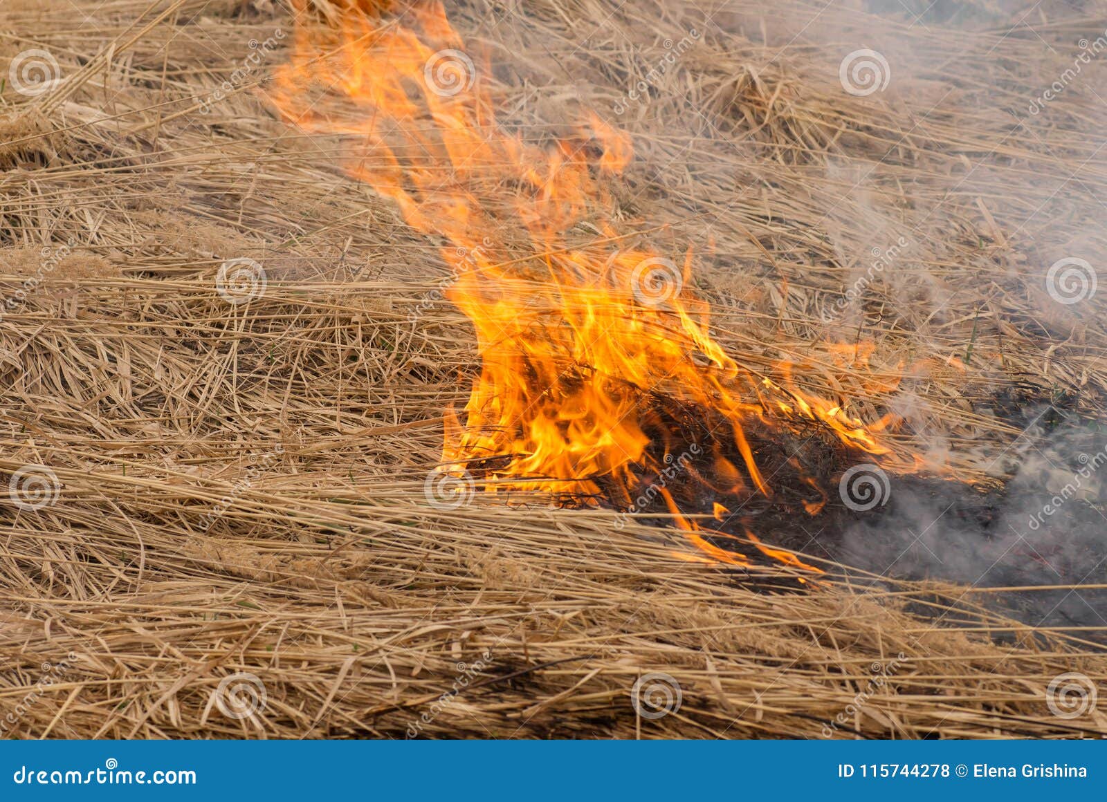 The Burning of Dry Grass. an Arid Summer. Smog Stock Photo - Image of ...