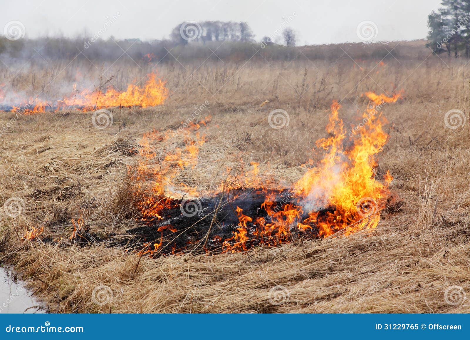 Burning dry grass stock image. Image of nature, disaster - 31229765