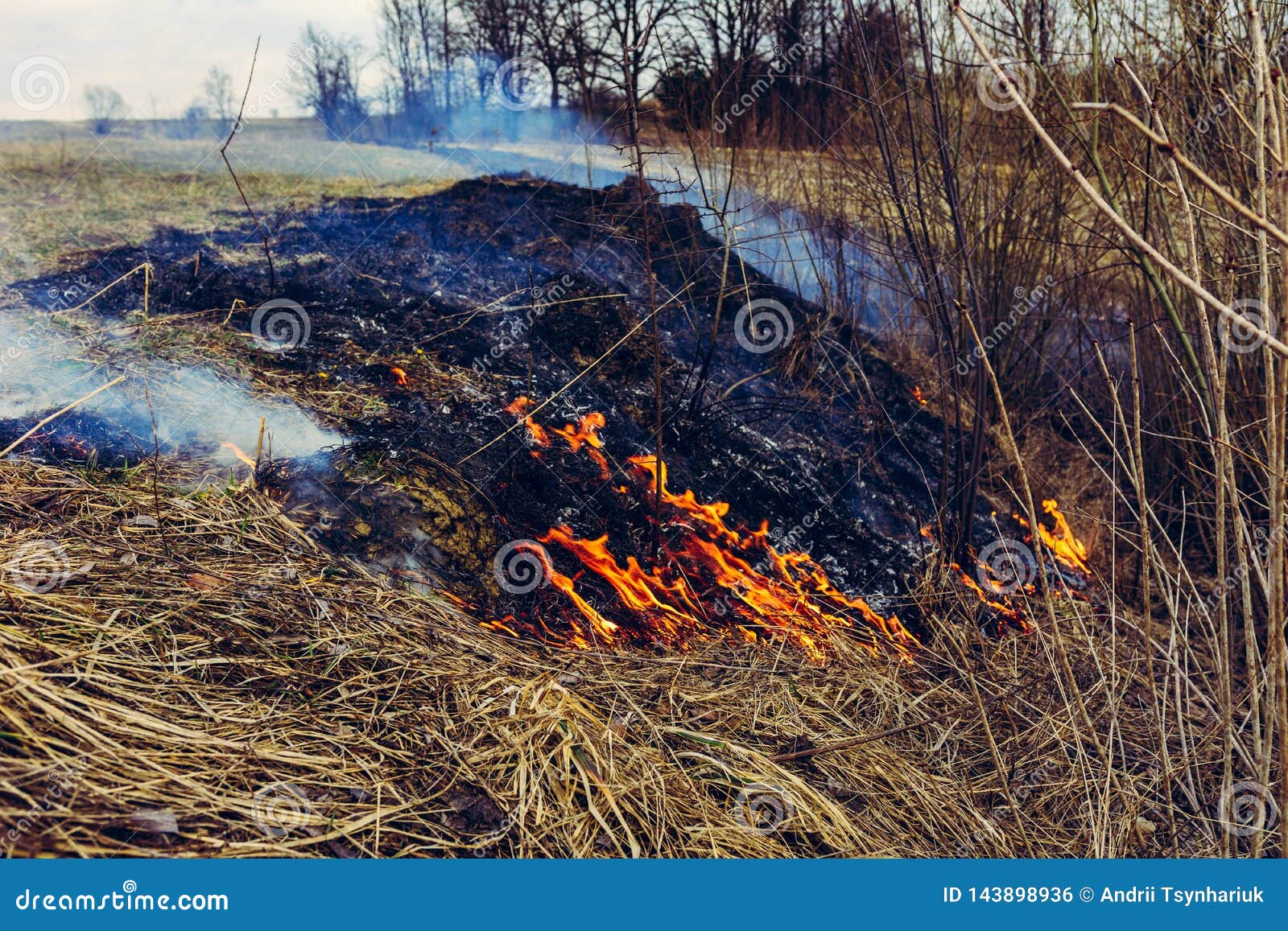 From the Burning of Dry Grass, Insects, Hedgehogs, and Rabbits are ...