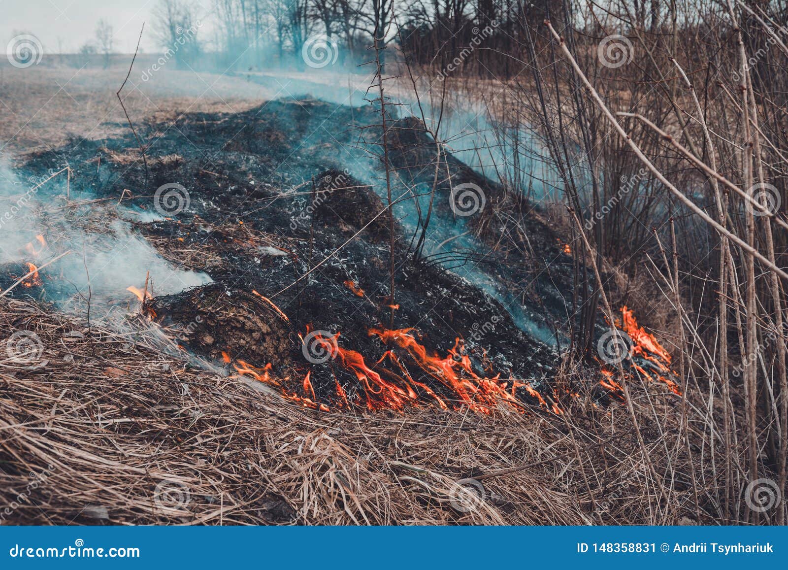 From the Burning of Dry Grass, Insects, Hedgehogs, and Rabbits are ...