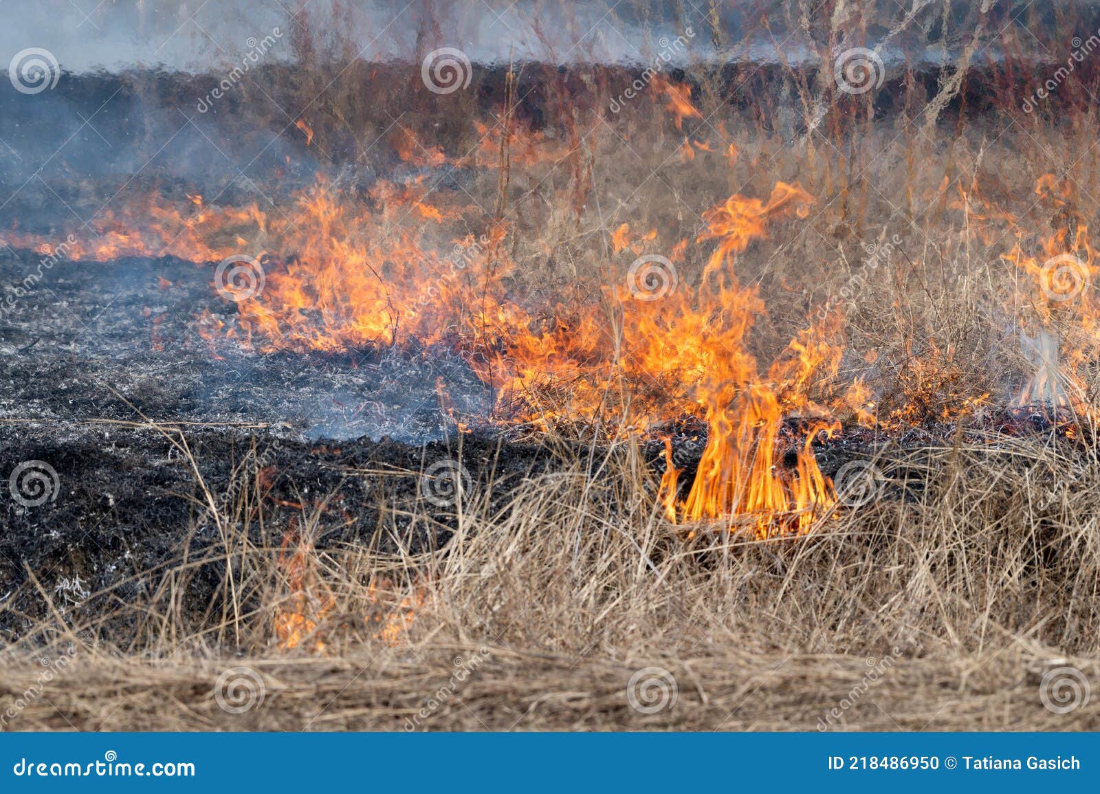 Burning Dry Grass at Spring. Burning Vegetation in Meadows Stock Photo ...