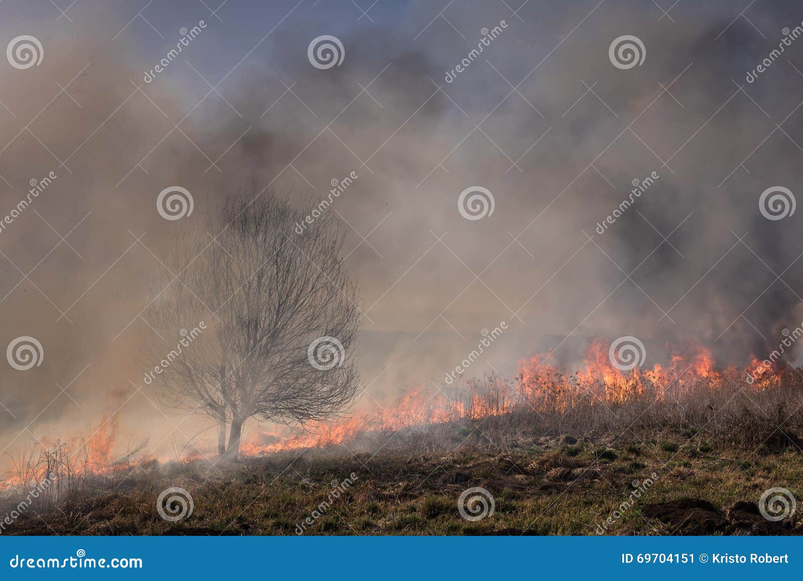 Burning dry reeds. stock image. Image of huge, fervor - 69704151