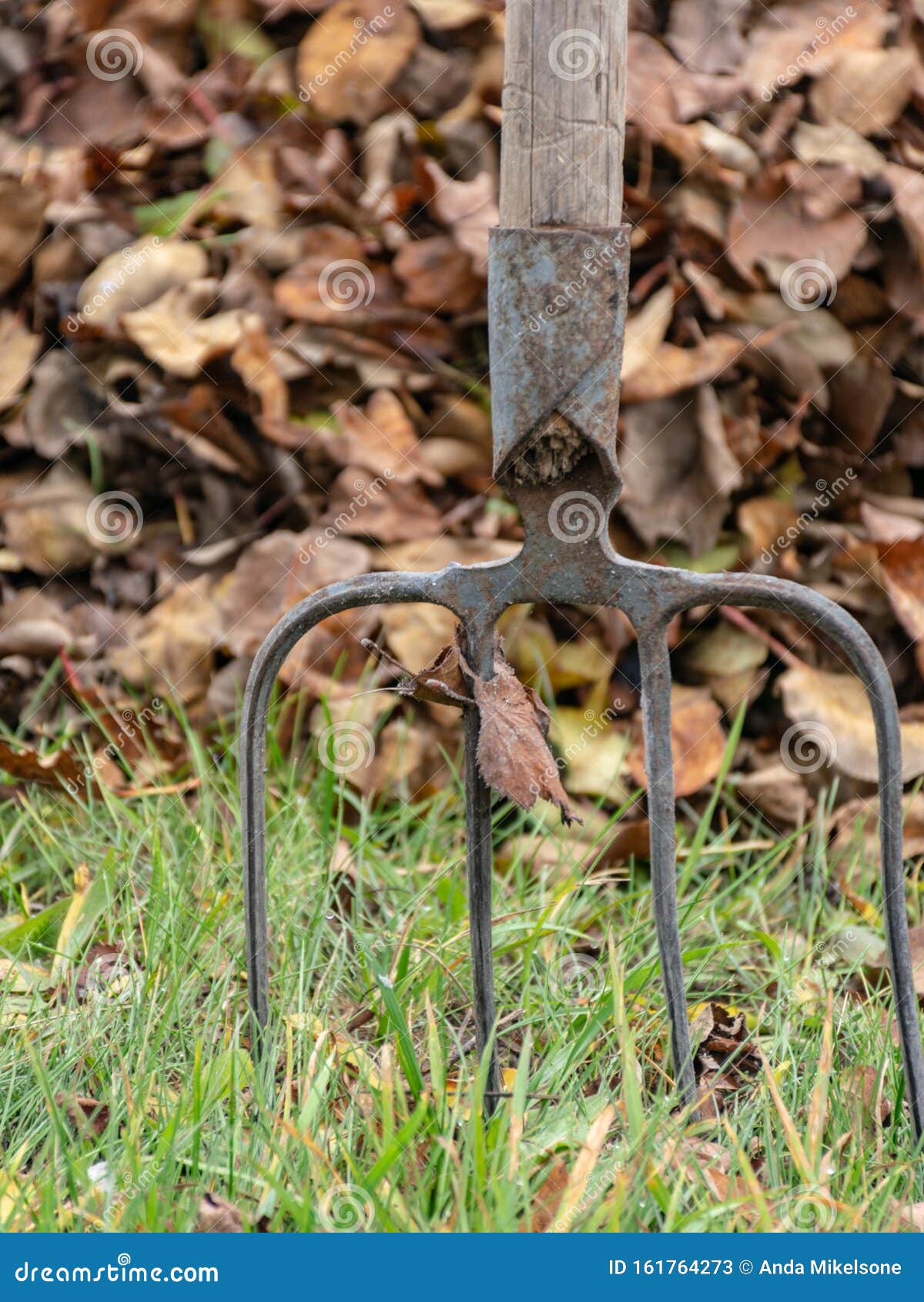 Burning Dry Tree Leaves and Forks Stock Image - Image of autumn ...