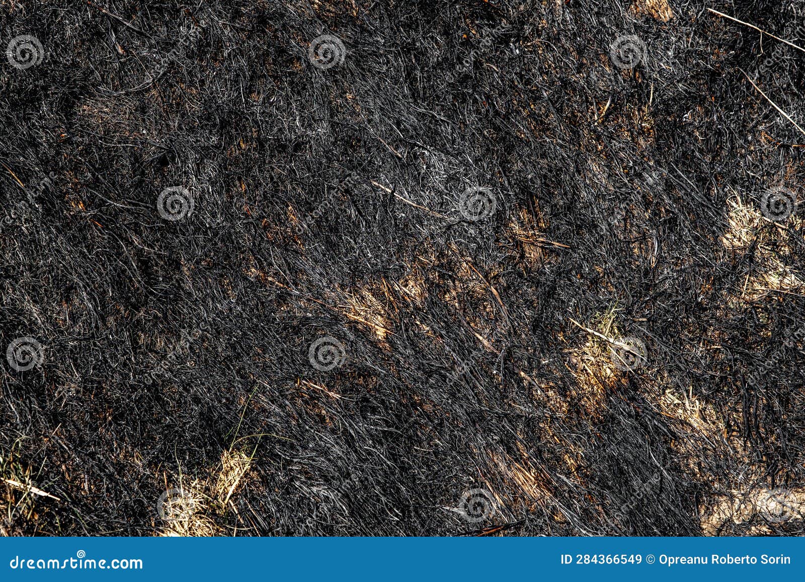 Burning dry vegetation stock image. Image of burning - 284366549