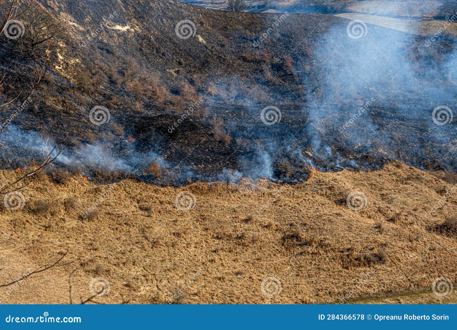 Burning dry vegetation stock photo. Image of arson, deforestation ...