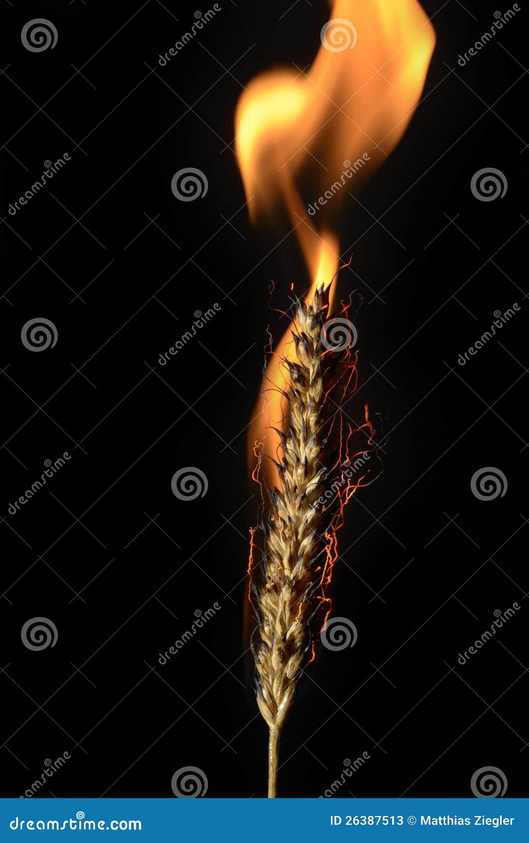 Burning ear of corn, spike stock image. Image of wheat - 26387513