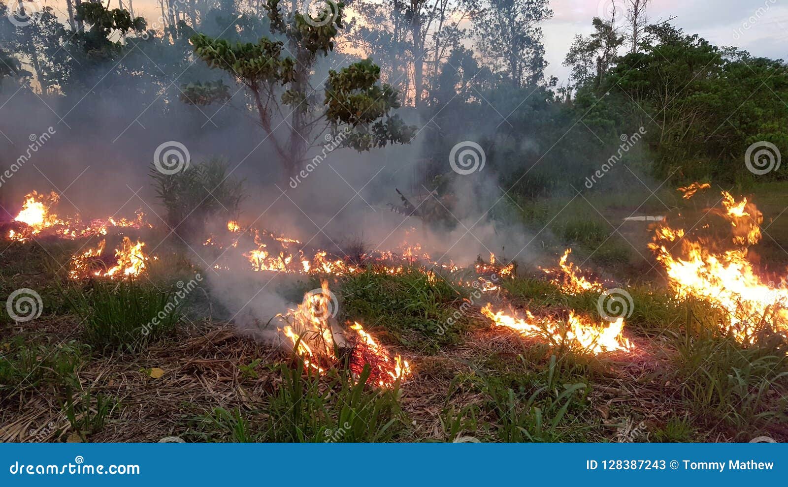 Burning Farm stock image. Image of burning, farm, burn - 128387243