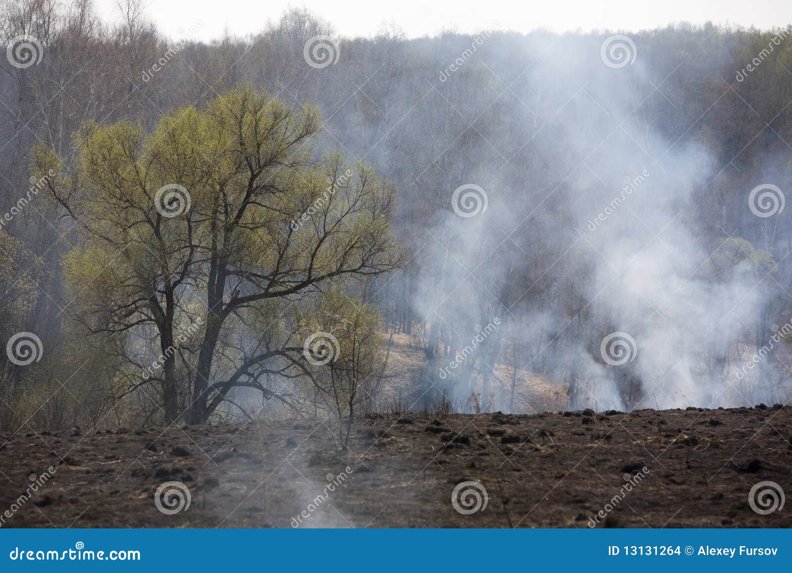 Burning field stock photo. Image of forest, dried, meadow - 13131264