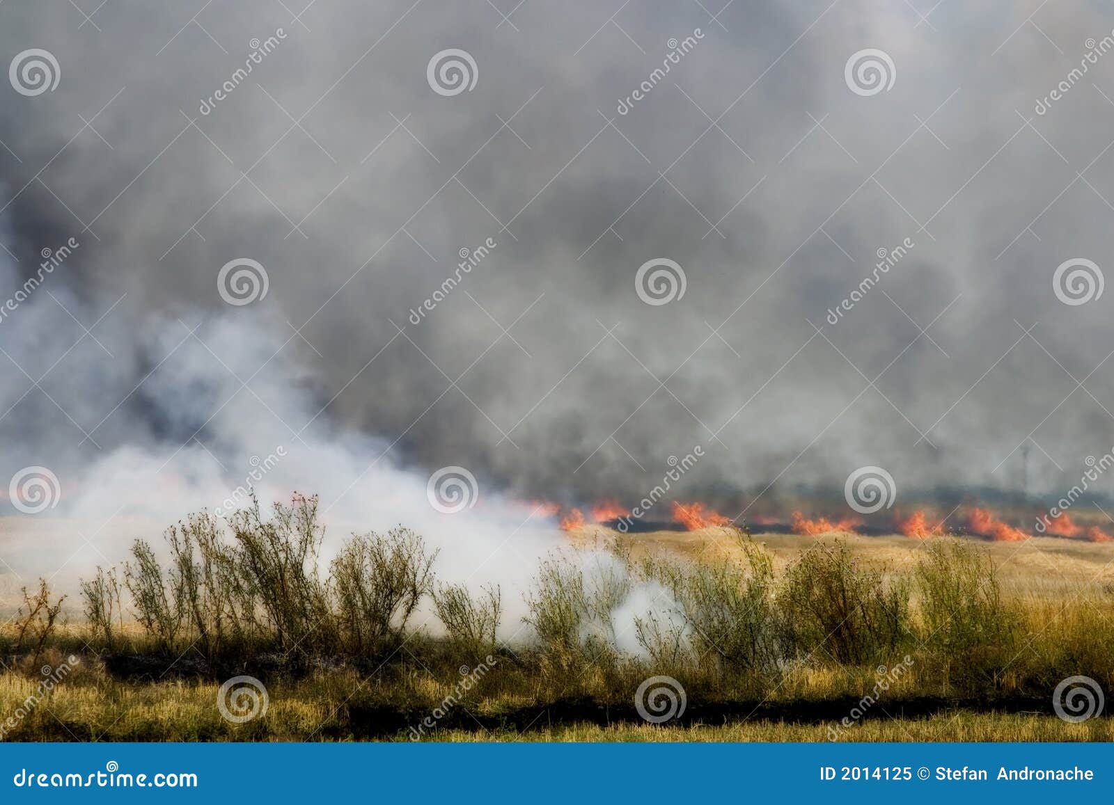 Burning Field Of Dry Grass And Trees On The Background Of A Large-scale ...