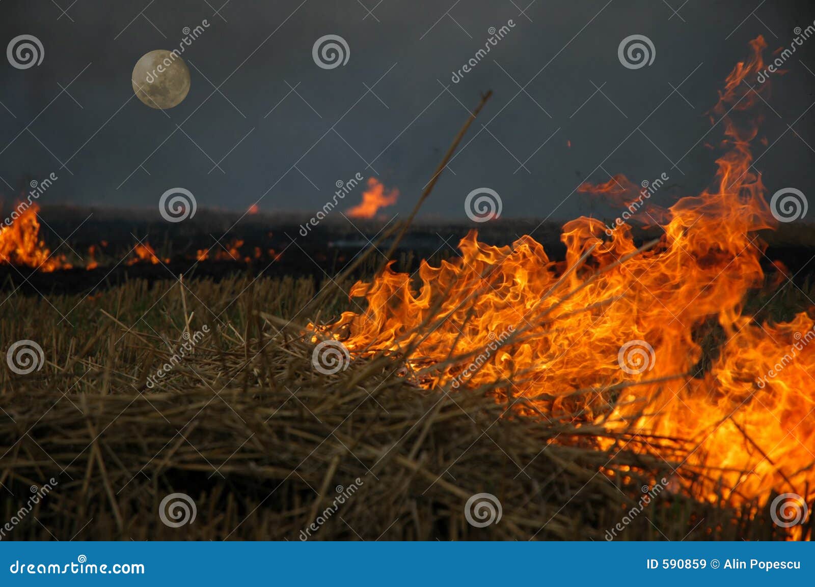 Burning Field Of Dry Grass And Trees On The Background Of A Large-scale ...