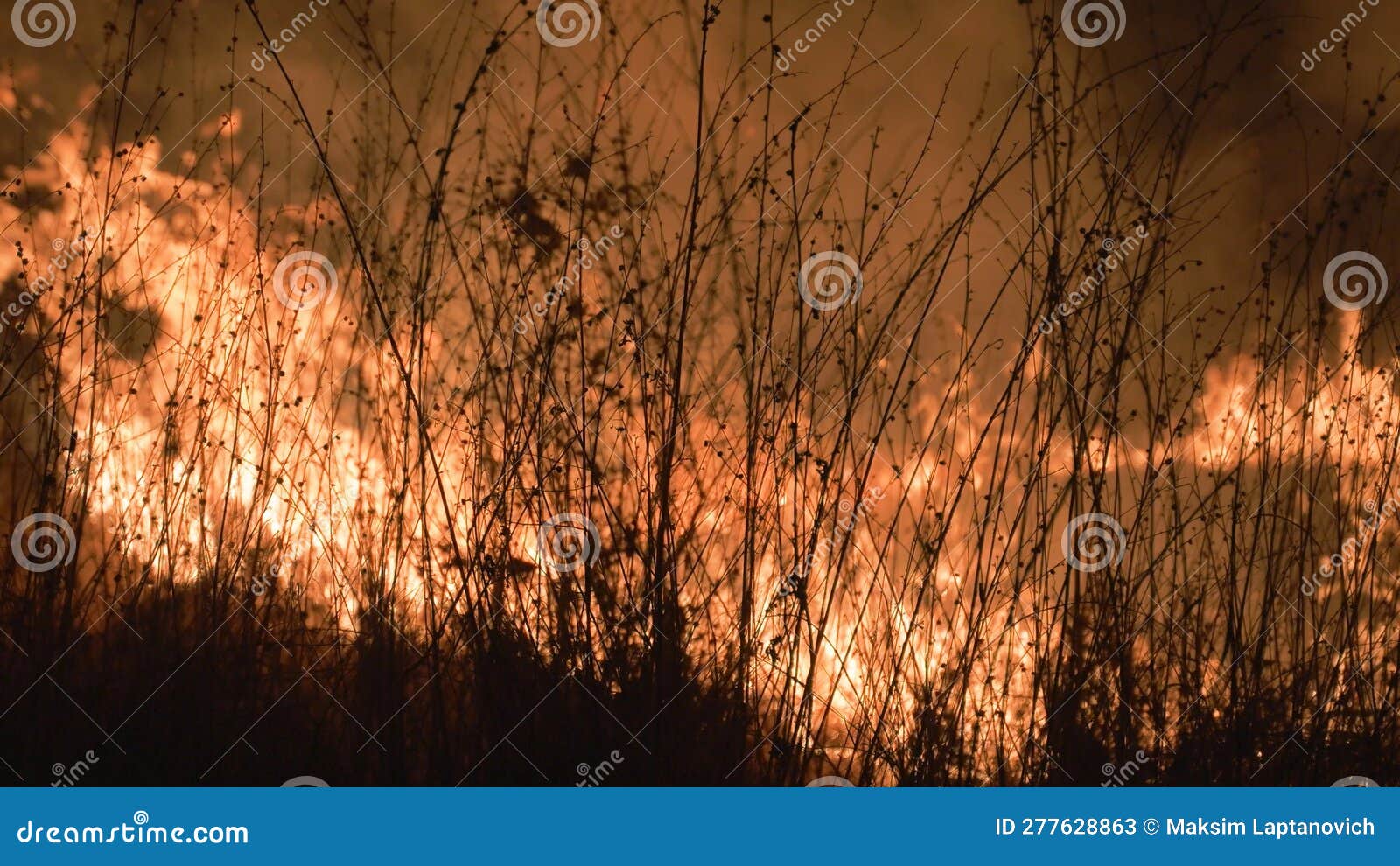 Burning Field Of Dry Grass And Trees On The Background Of A Large-scale ...