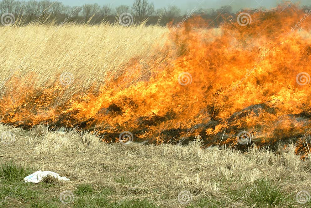 Burning field of grass stock photo. Image of ecology, recycling - 6733136
