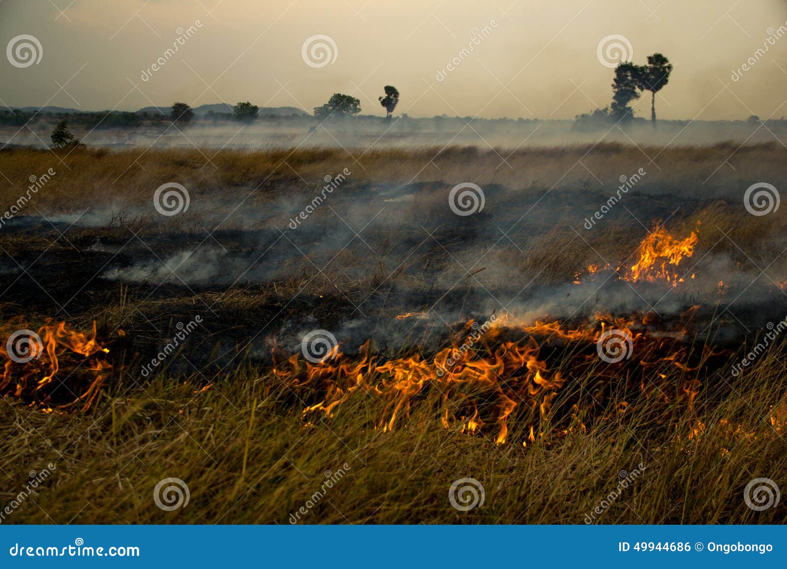 Burning field stock photo. Image of yellow, field, power - 49944686