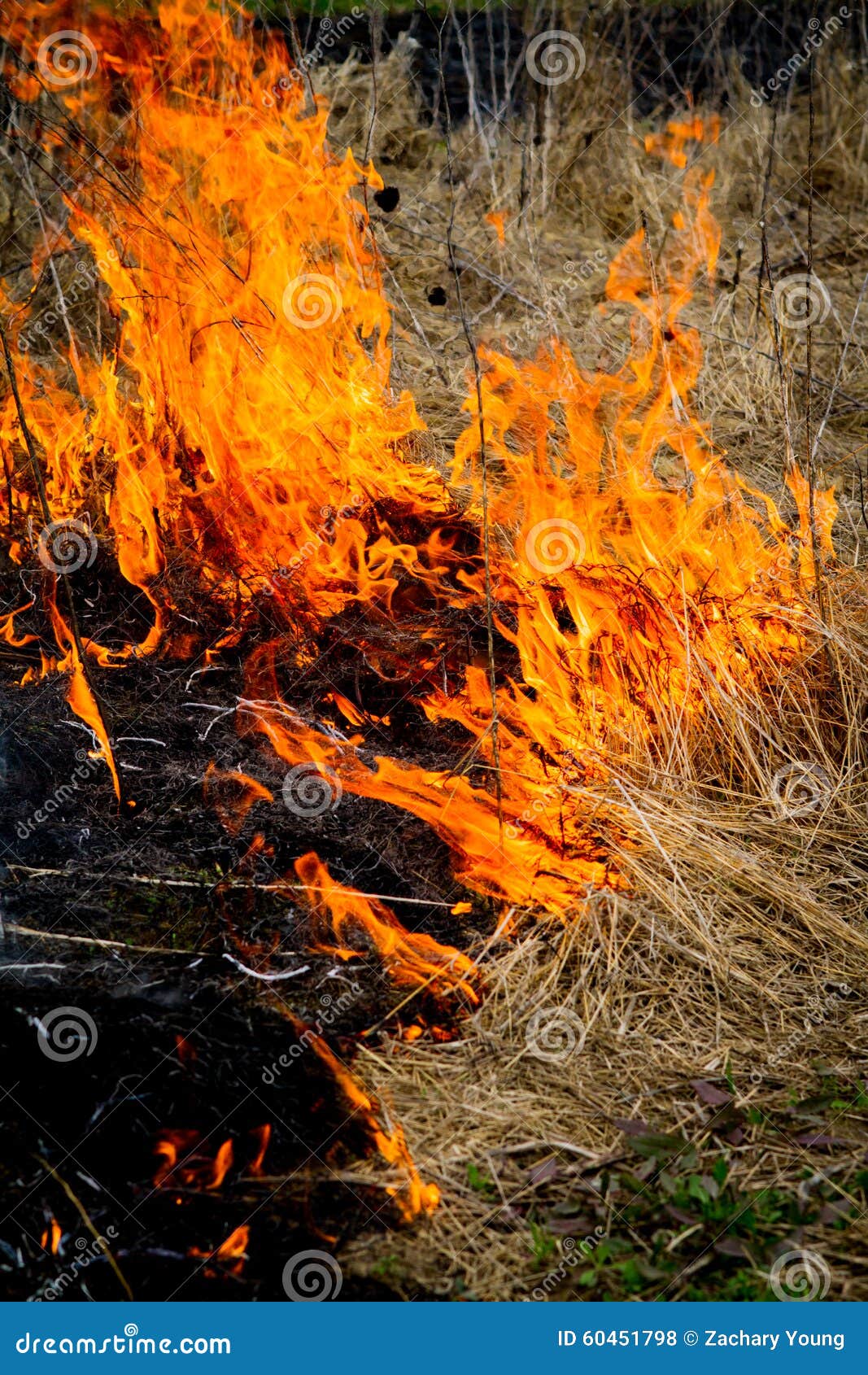 Burning a Field stock photo. Image of flame, wild, nature - 60451798